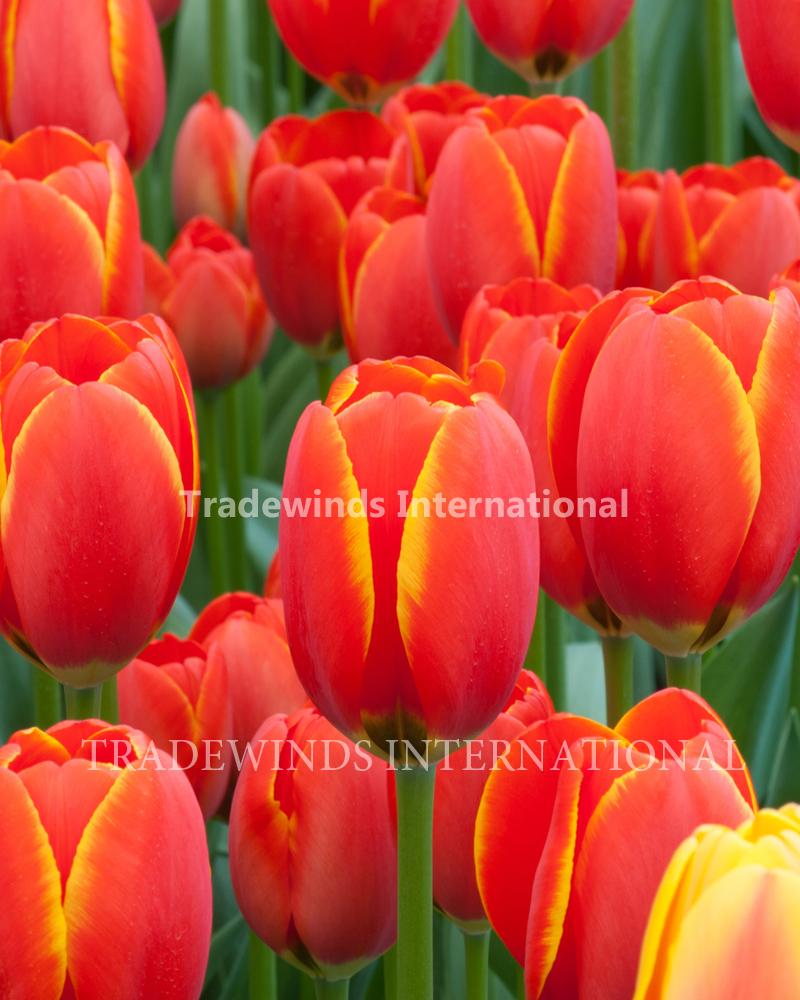 Tulip World’s Favourite | Tradewinds International Tulip World’s Favourite | Tradewinds International
