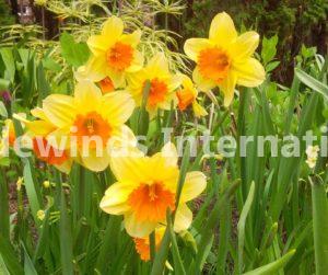 Picture Gallery - Tradewinds International
