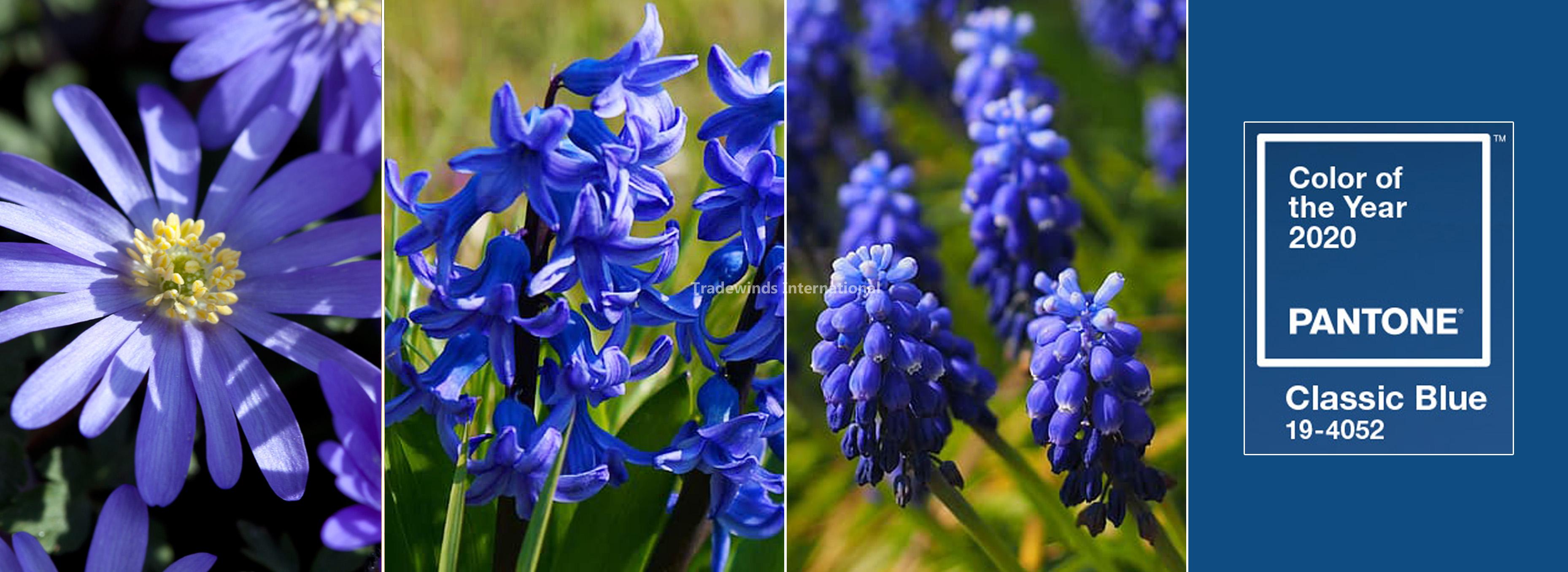 blue pantone slider 2020 - Tradewinds International