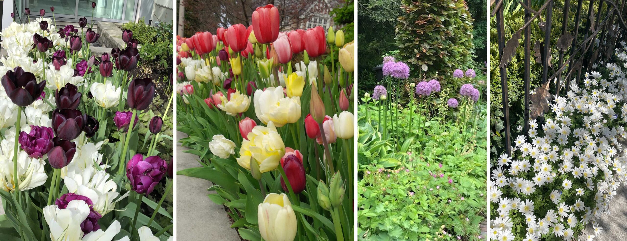 residential planting - Tradewinds International